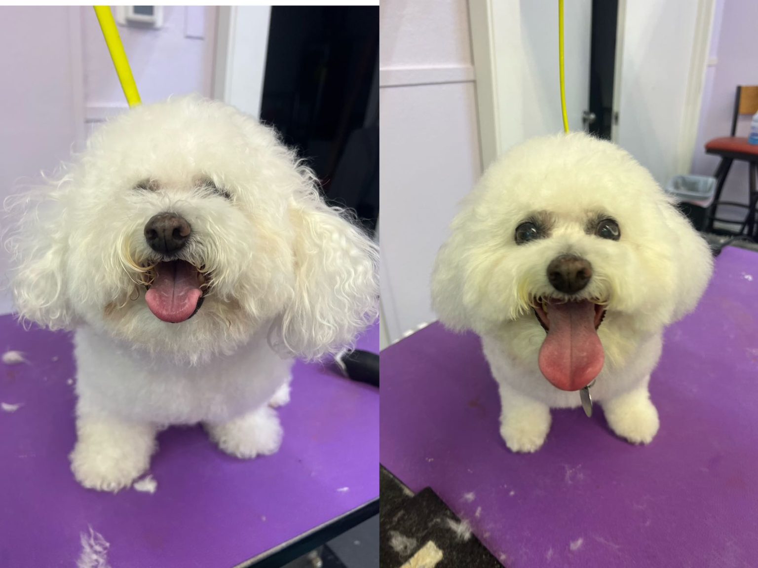 Halo Pet Grooming – pet grooming